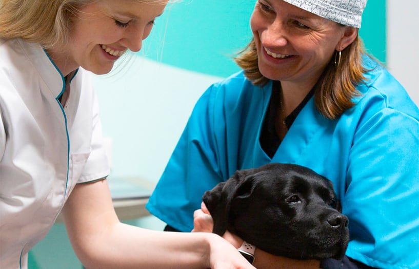 Vets Place - Dierenarts in Pets Place Winkels | Veterinaire Zorg